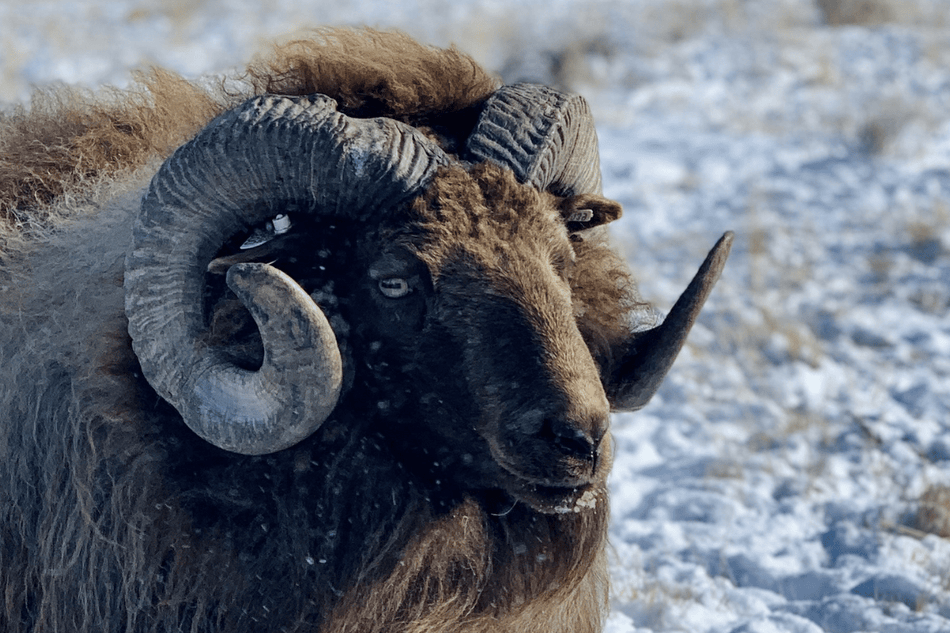 Icelandic Sheep for Sale – Copia Cove